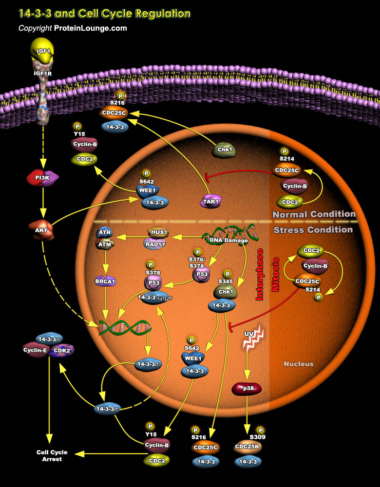 Biological Databases and Tools