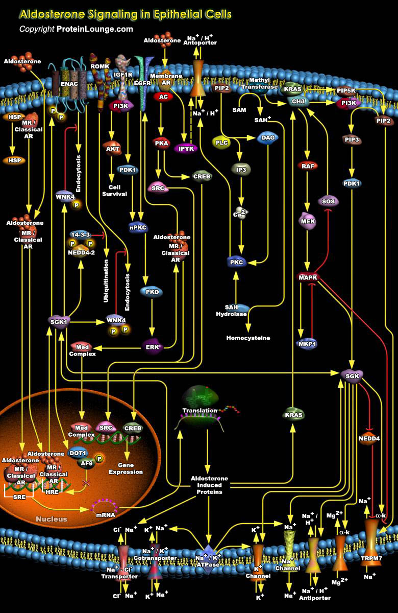 Biological Databases and Tools