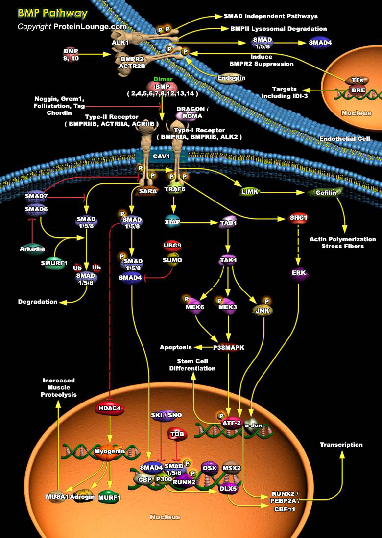 Biological Databases and Tools