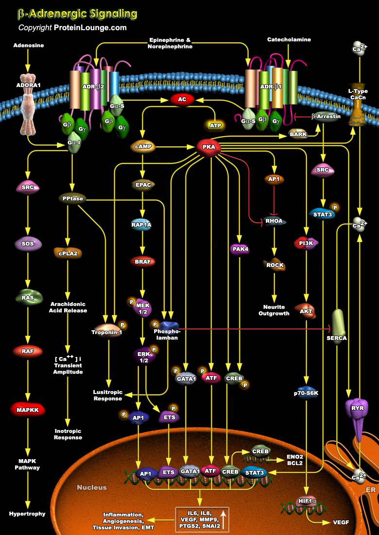 Biological Databases and Tools