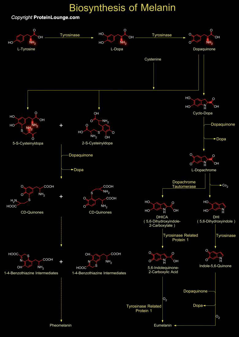 Biological Databases and Tools