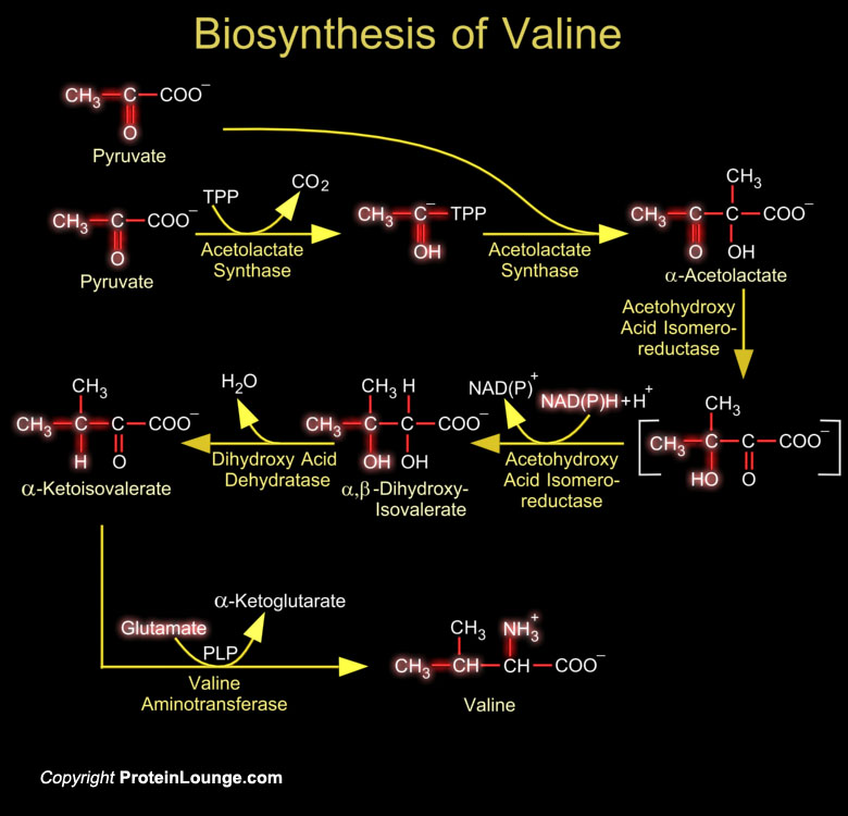 Biological Databases and Tools