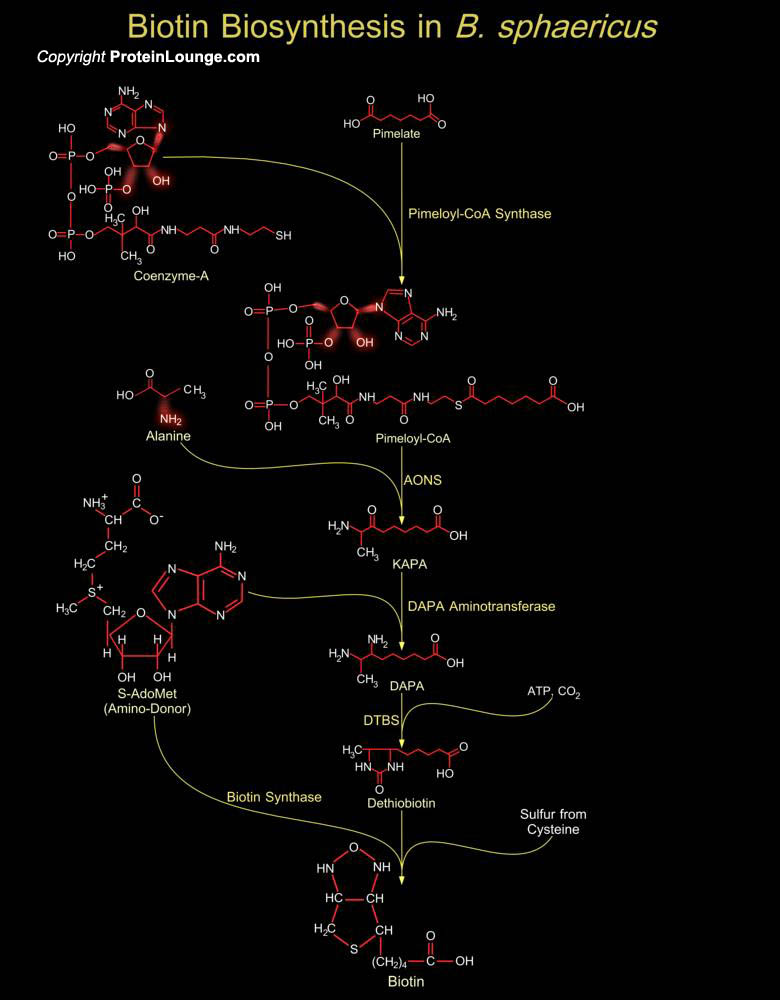 Biological Databases and Tools