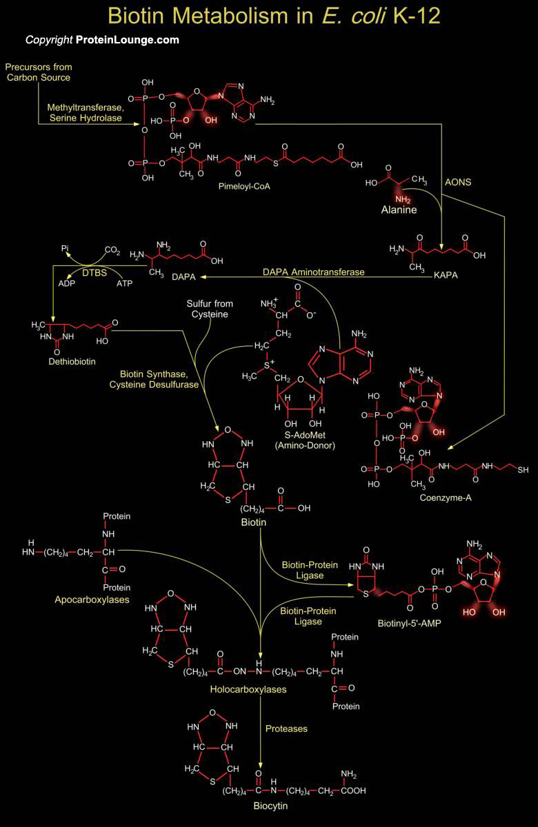 Biological Databases and Tools
