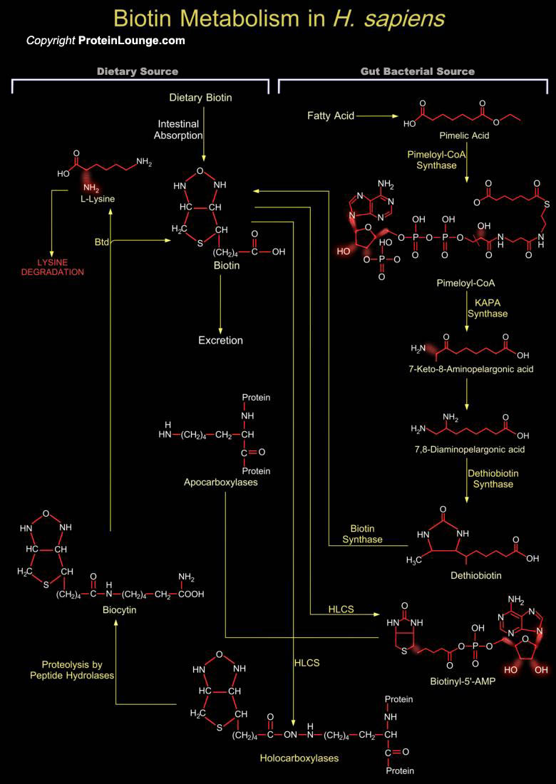 Biological Databases and Tools