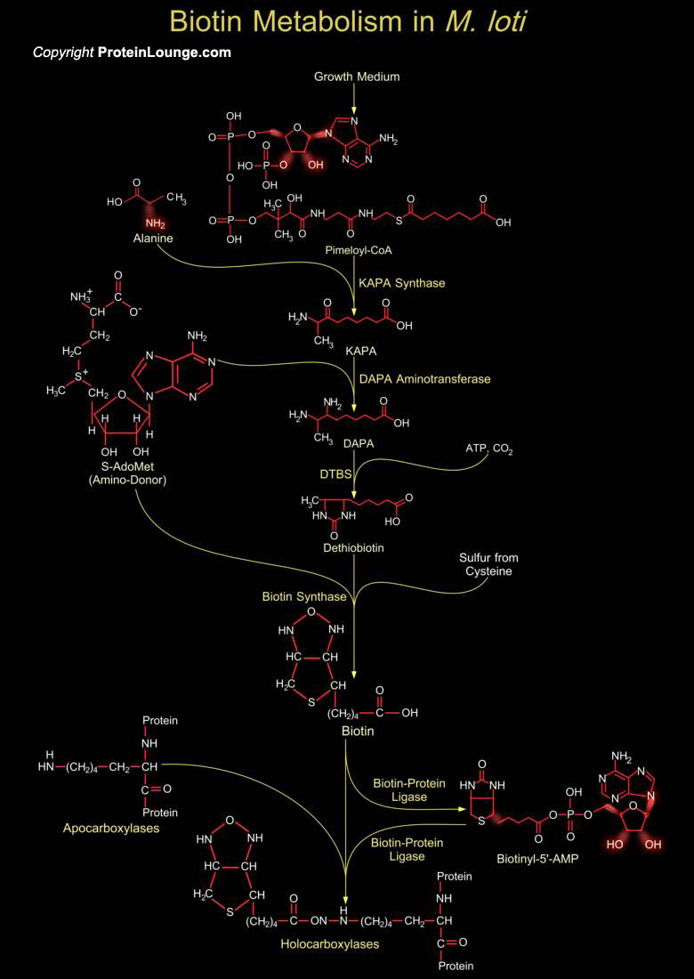 Biological Databases and Tools