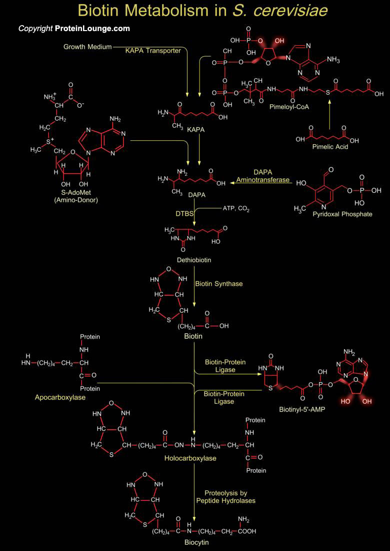 Biological Databases and Tools