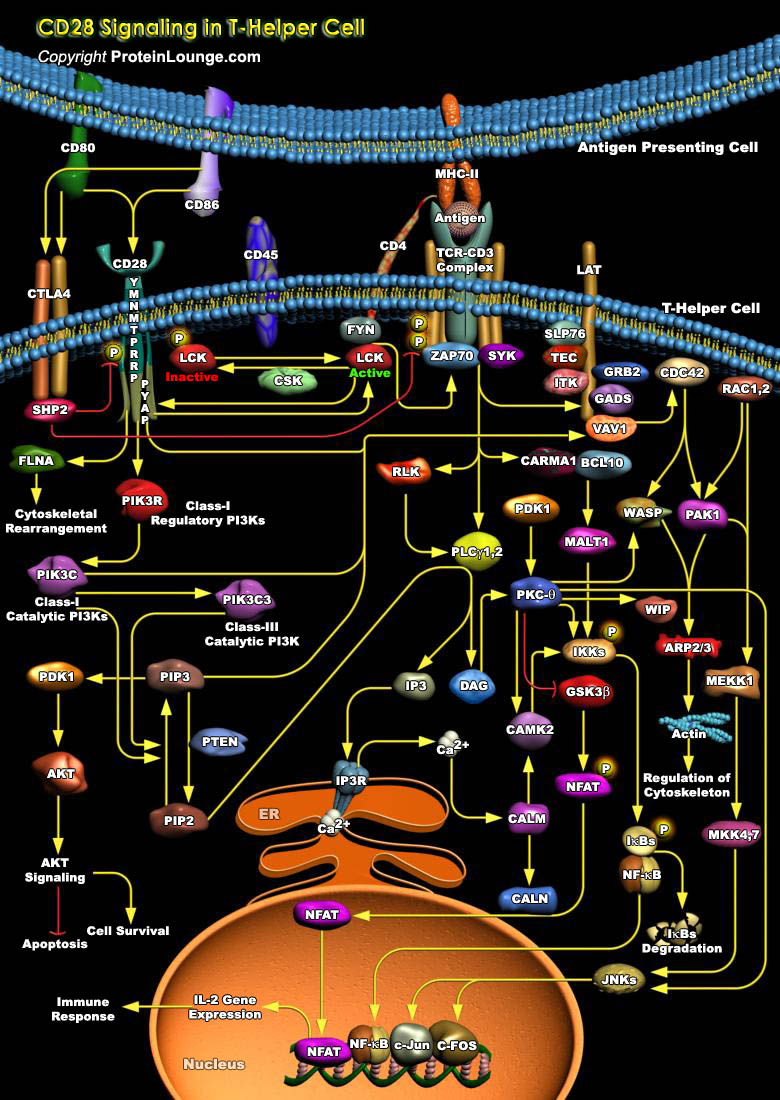Biological Databases and Tools