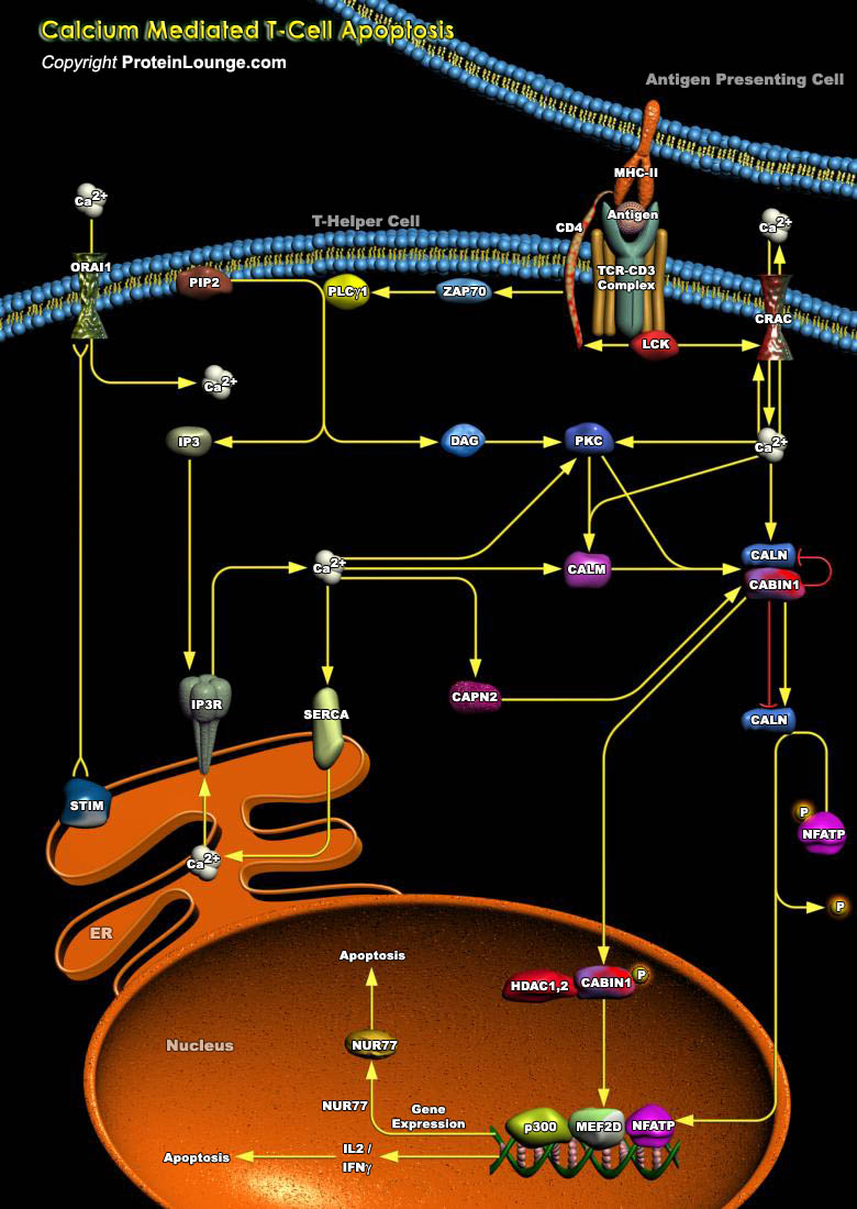 Biological Databases and Tools