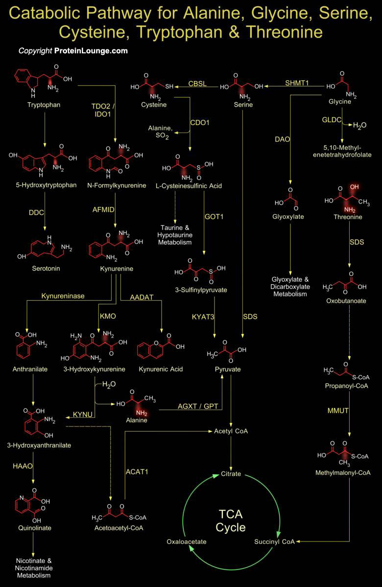Biological Databases and Tools