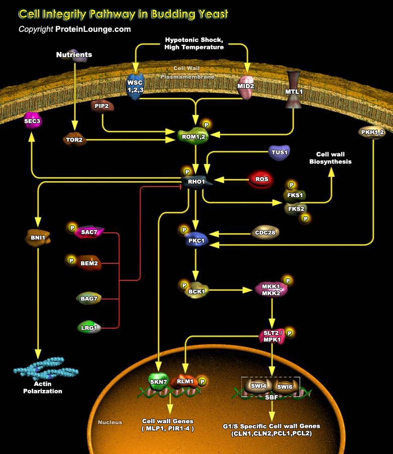 Biological Databases and Tools