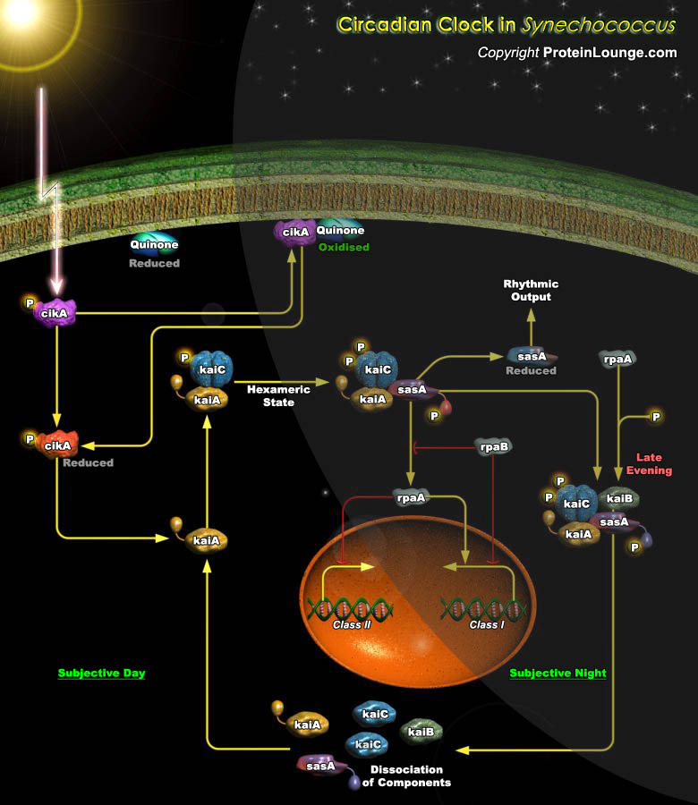 Biological Databases and Tools