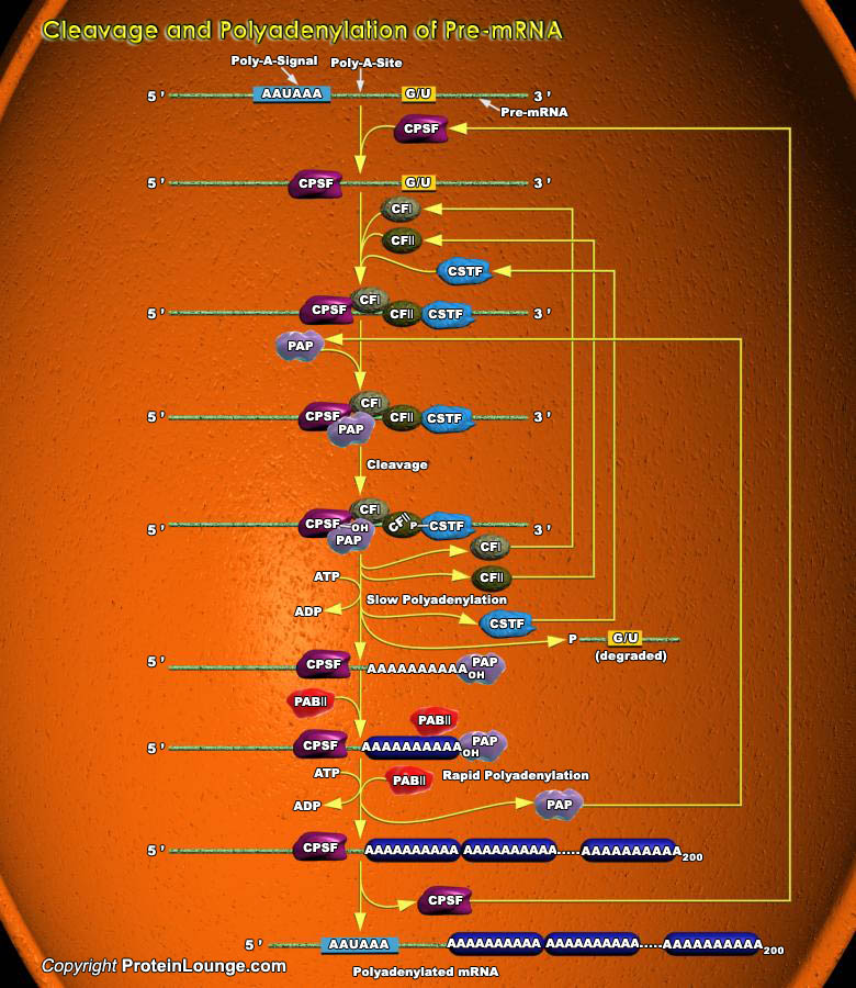 Biological Databases and Tools