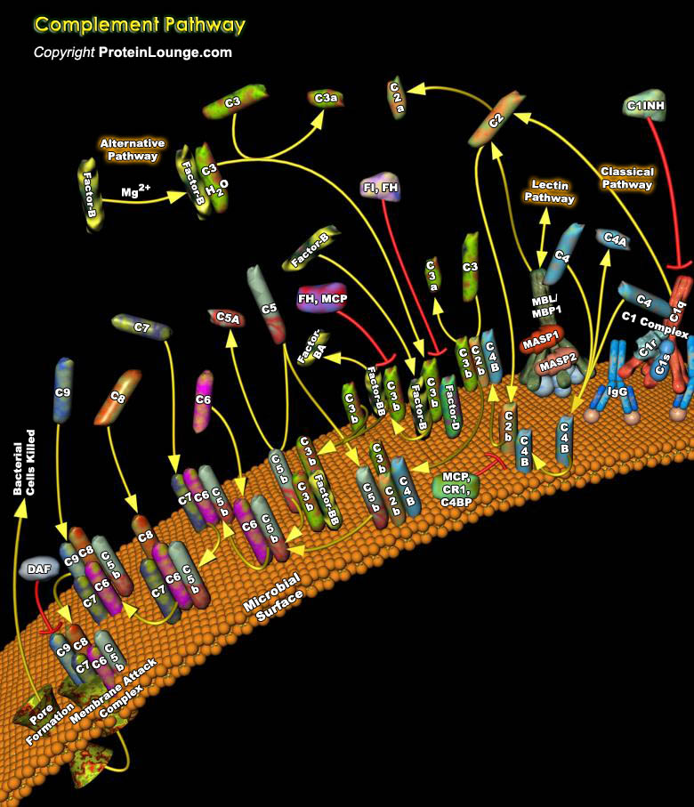 Biological Databases and Tools