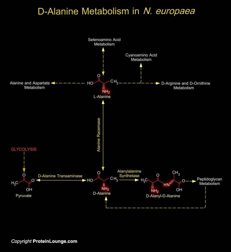 Biological Databases and Tools