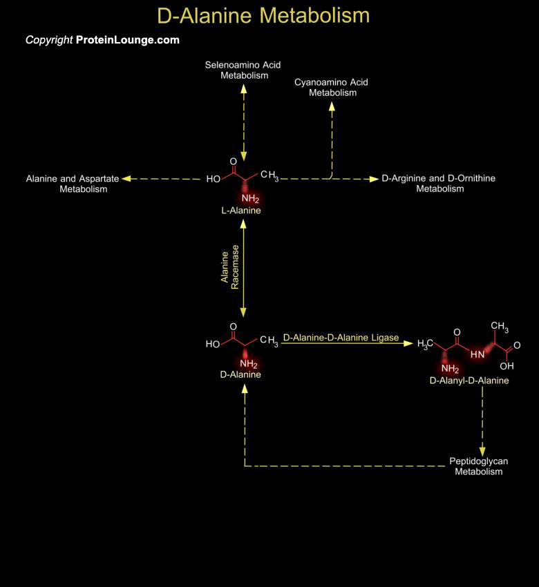 Biological Databases and Tools