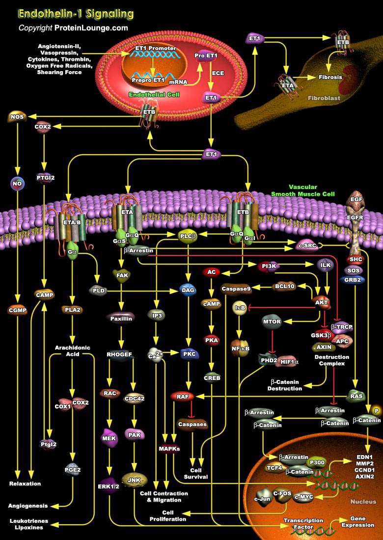 Biological Databases and Tools