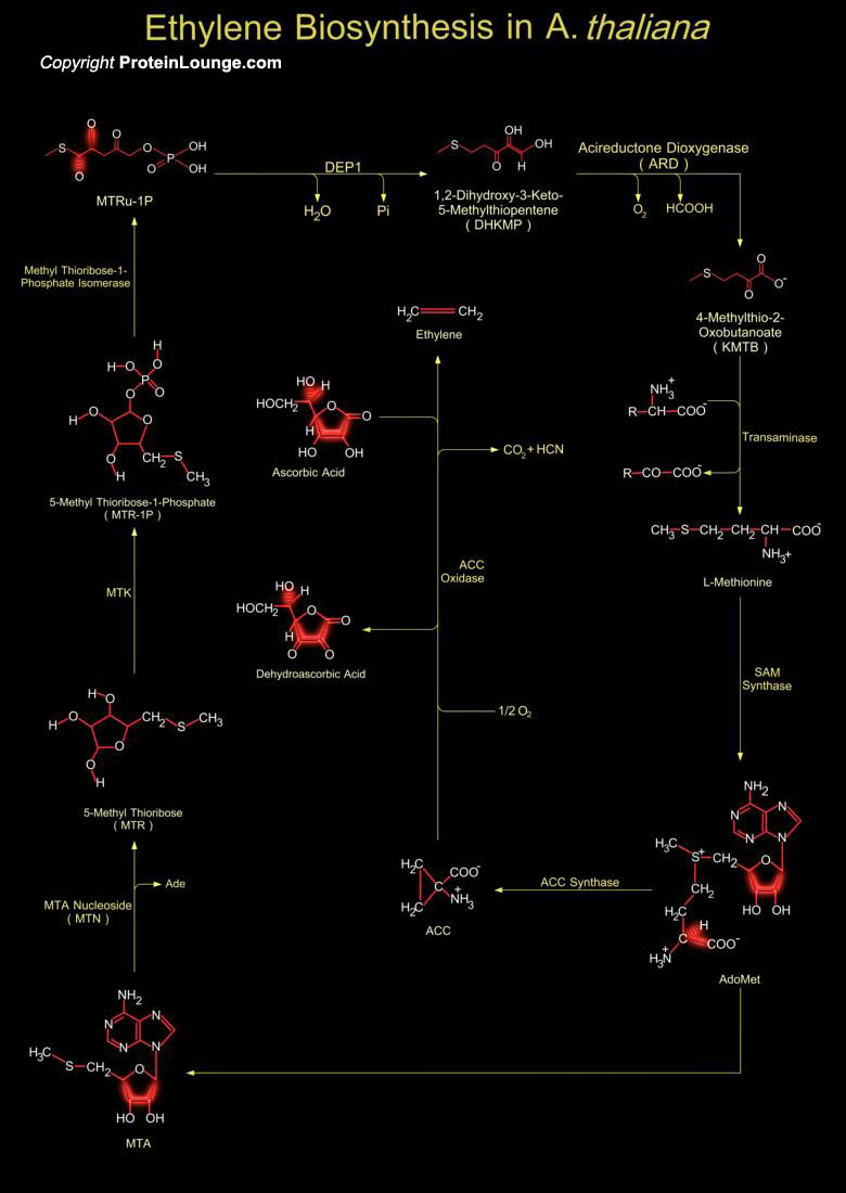 Biological Databases and Tools