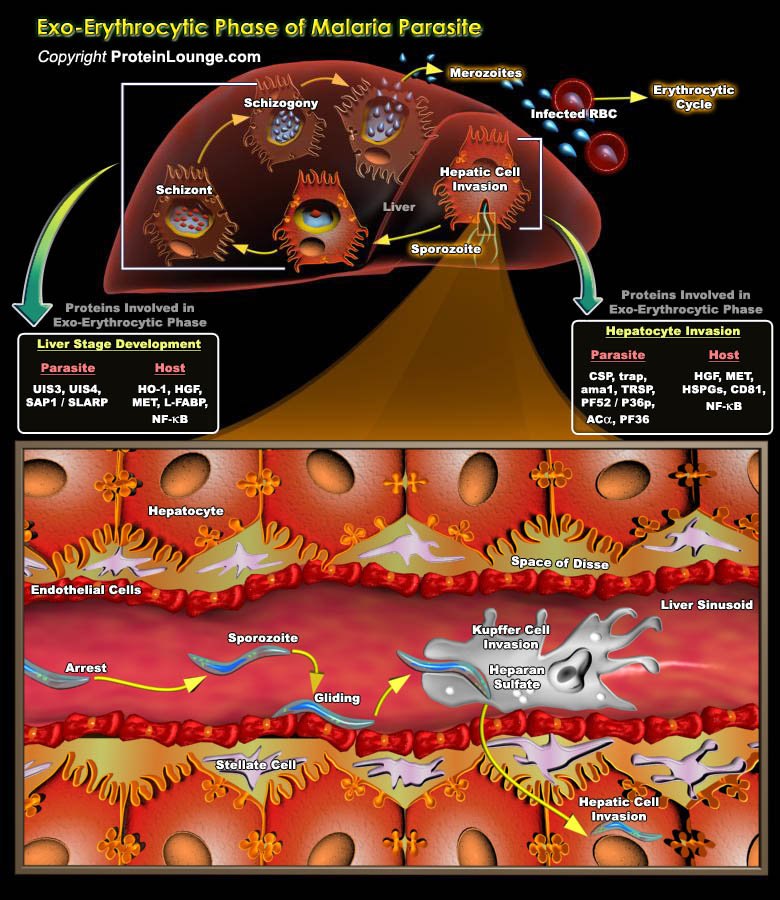 Biological Databases and Tools