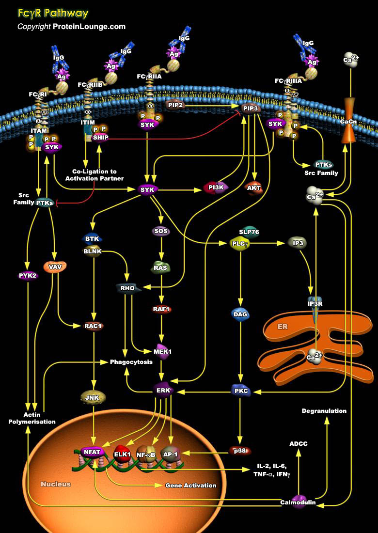 Biological Databases and Tools