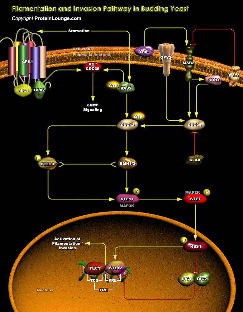 Biological Databases and Tools