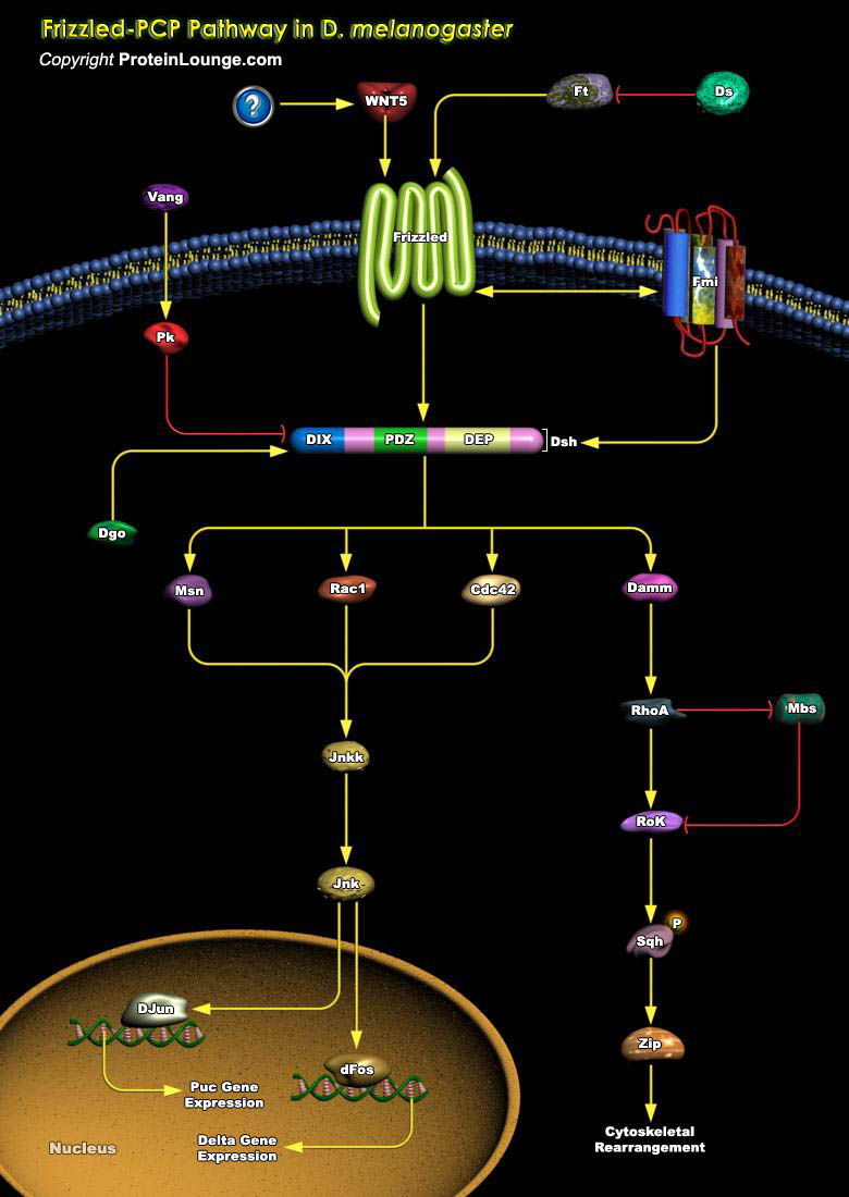 Biological Databases and Tools