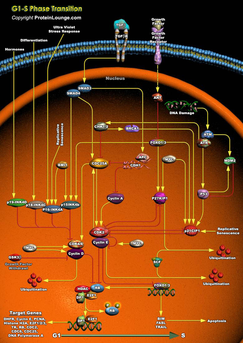 Biological Databases and Tools
