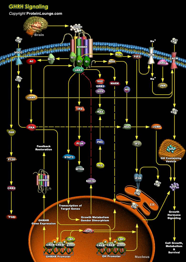 Biological Databases and Tools