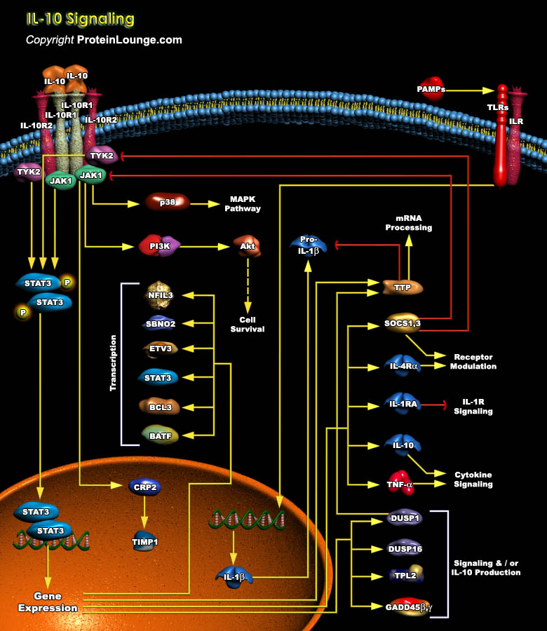 Biological Databases and Tools