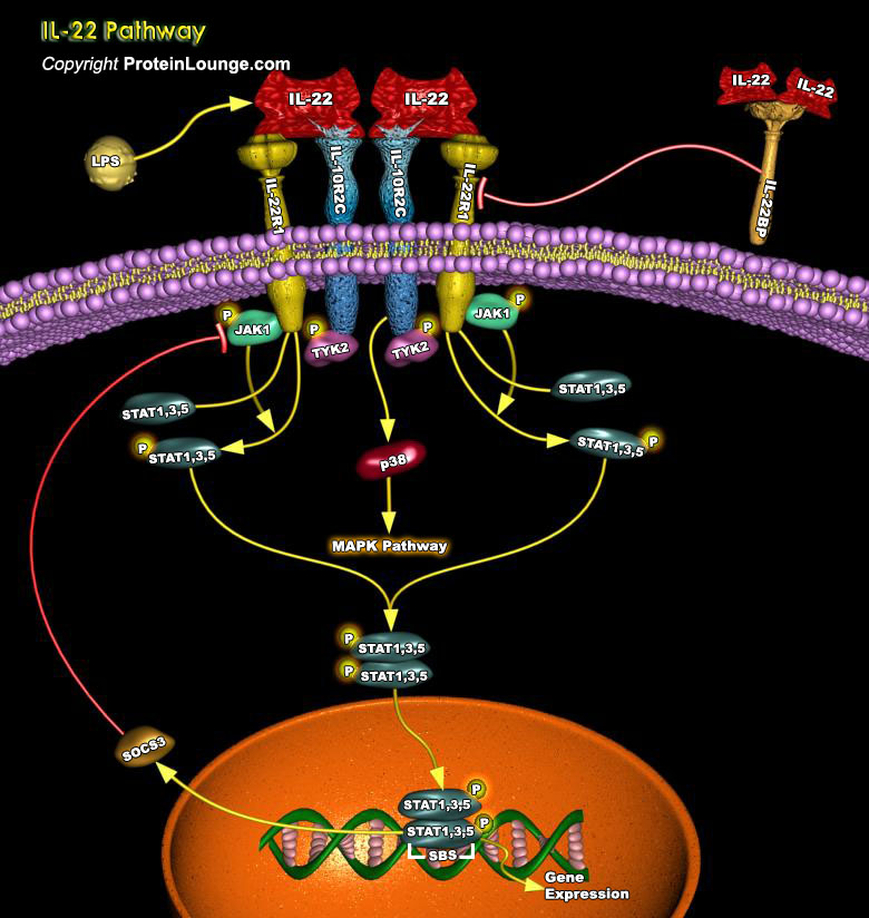 Biological Databases and Tools
