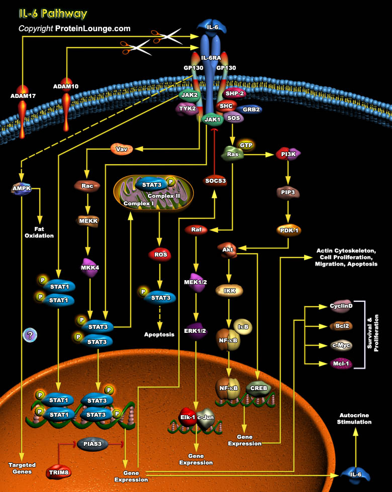 Biological Databases and Tools