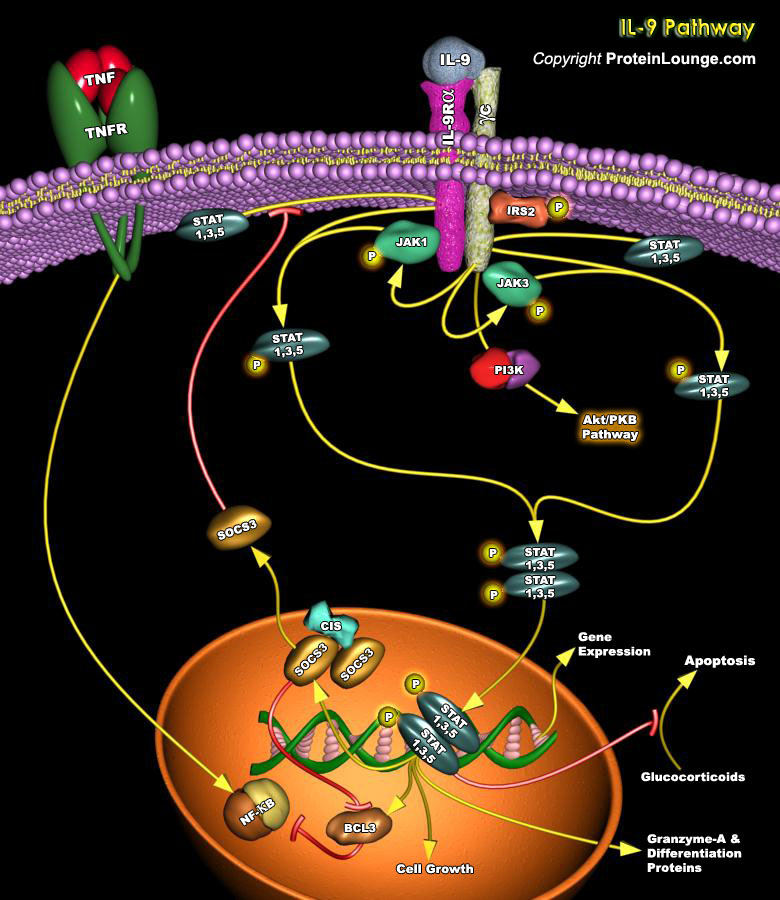 Biological Databases and Tools