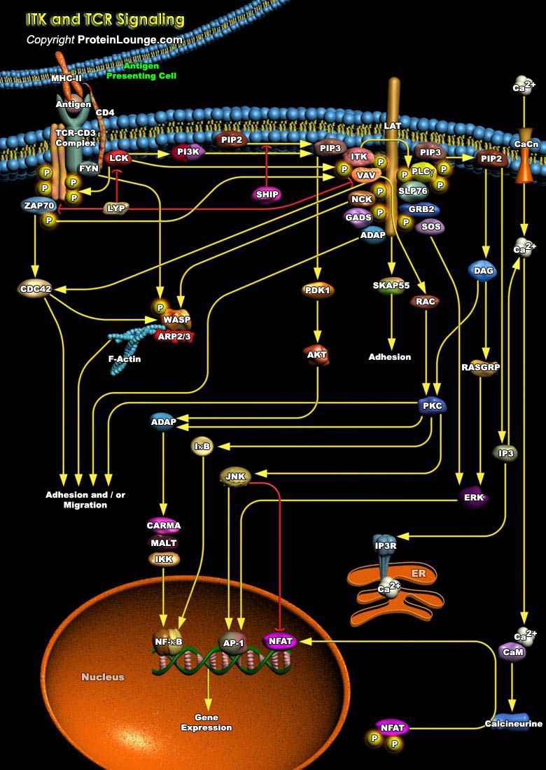 Biological Databases and Tools