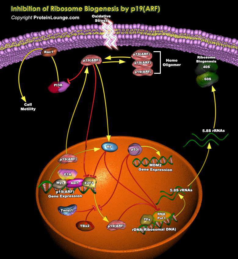 Biological Databases and Tools