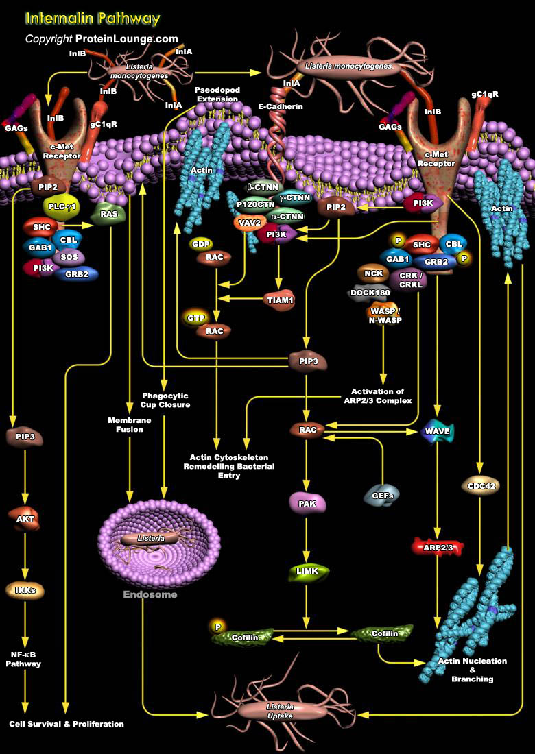 Biological Databases and Tools
