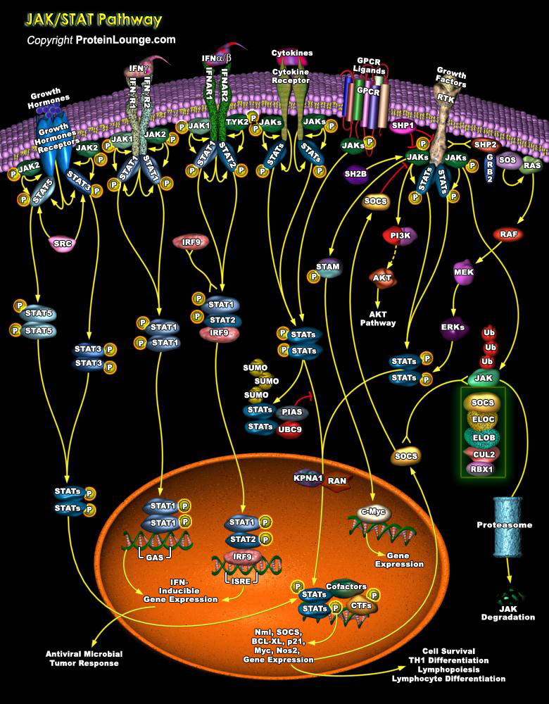 Biological Databases and Tools