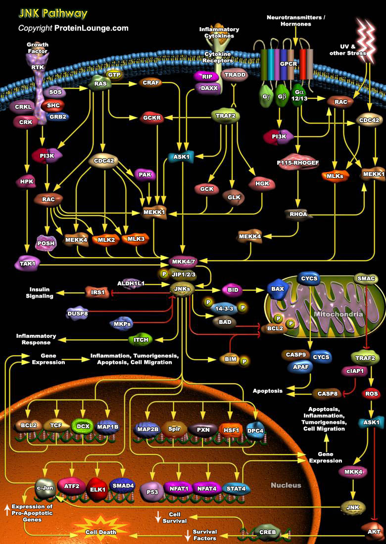 Biological Databases and Tools
