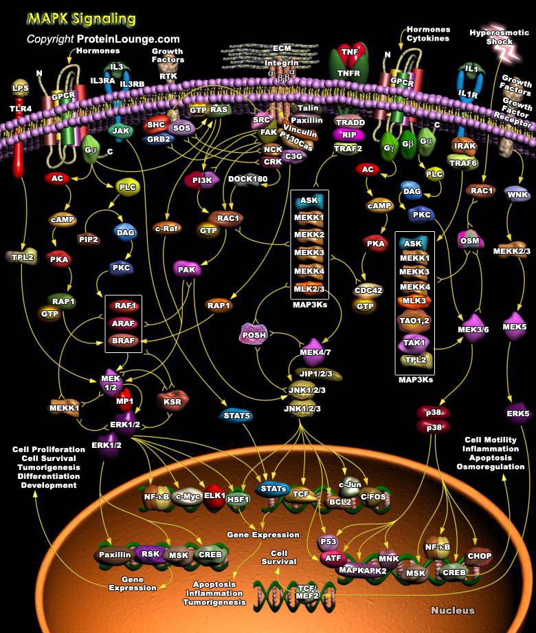 Biological Databases and Tools