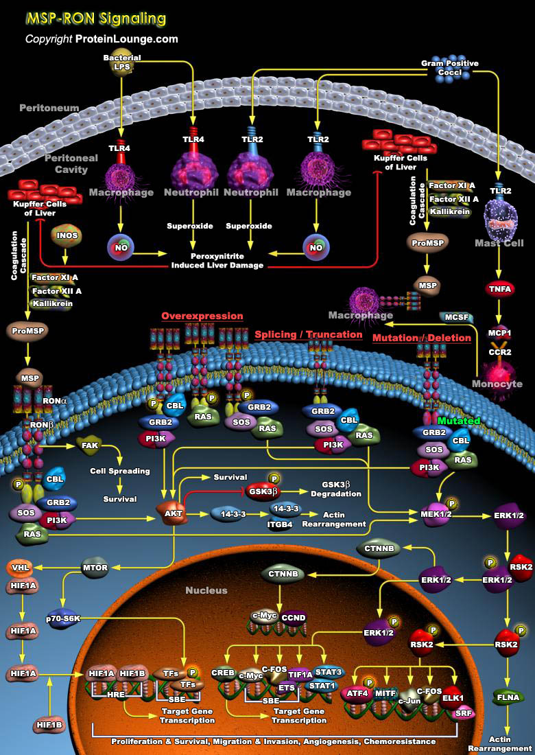 Biological Databases and Tools