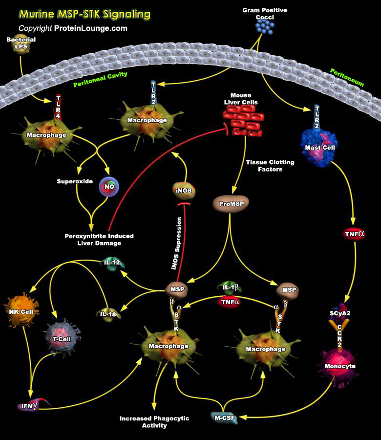 Biological Databases and Tools
