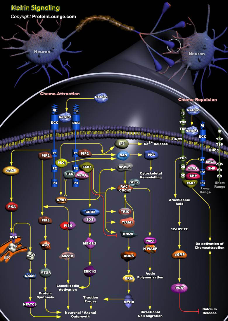 Biological Databases and Tools