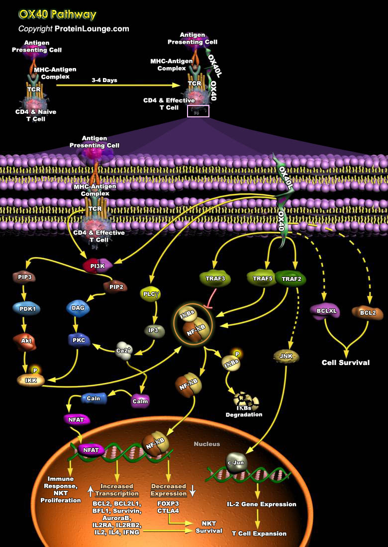 Biological Databases and Tools