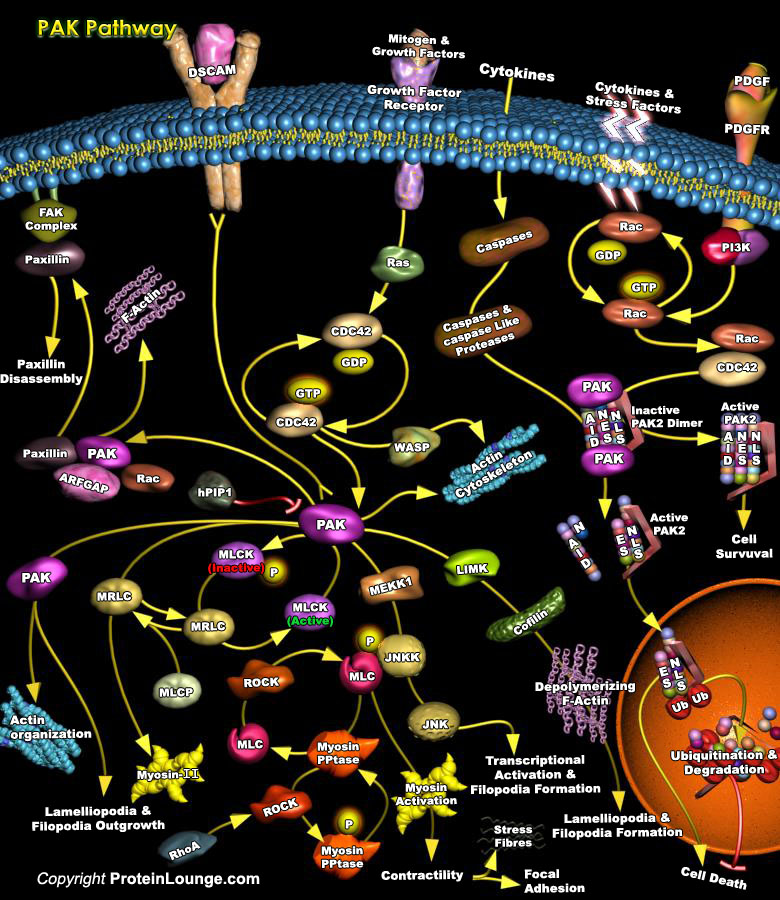 Biological Databases and Tools