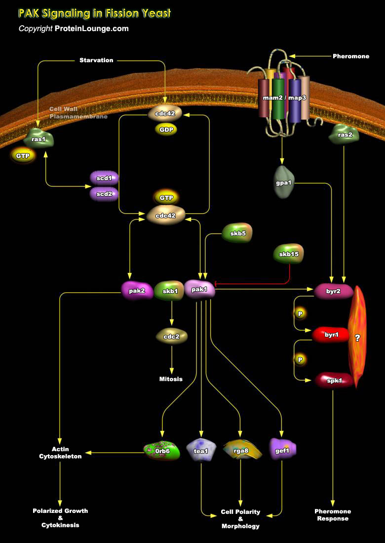 Biological Databases and Tools