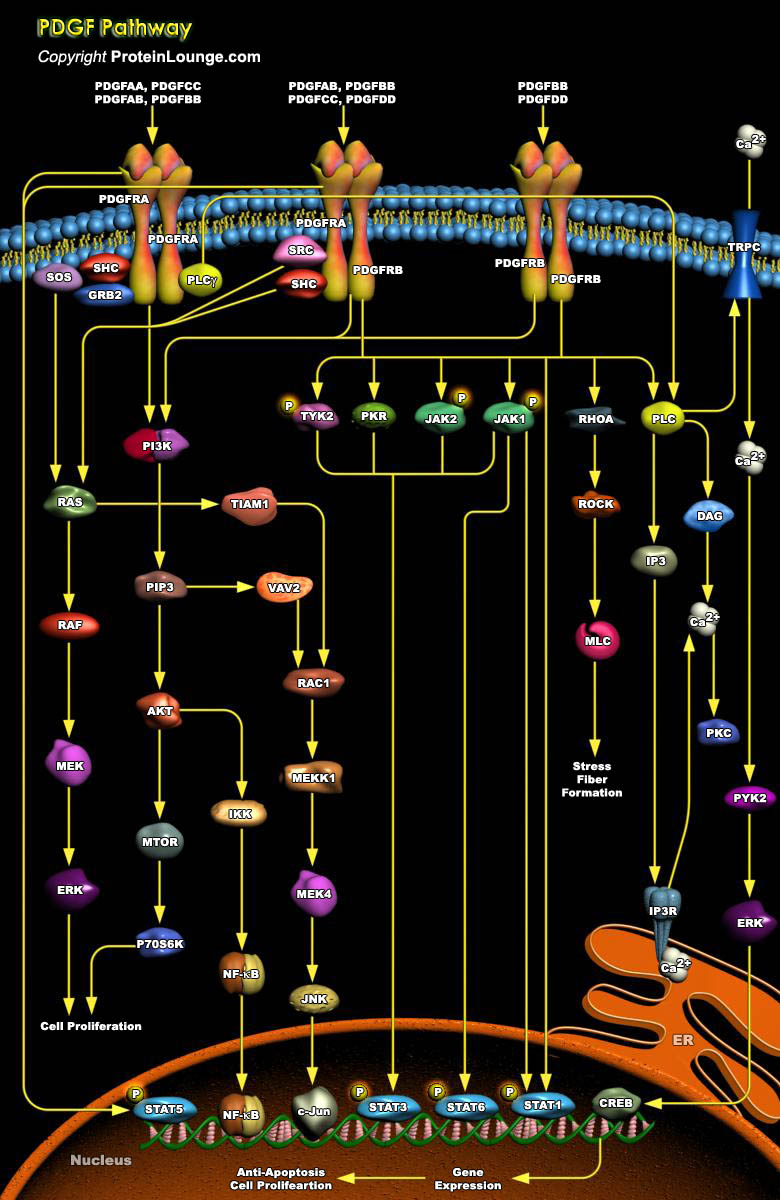 Biological Databases and Tools