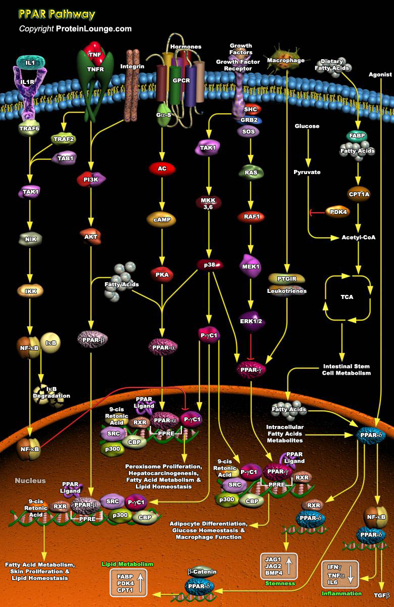 Biological Databases and Tools