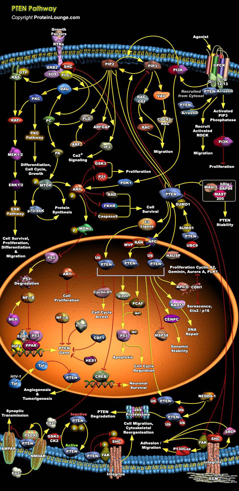 Biological Databases and Tools