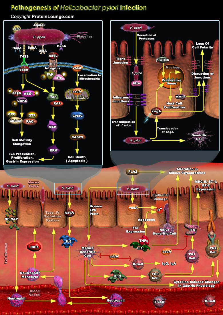 Biological Databases and Tools