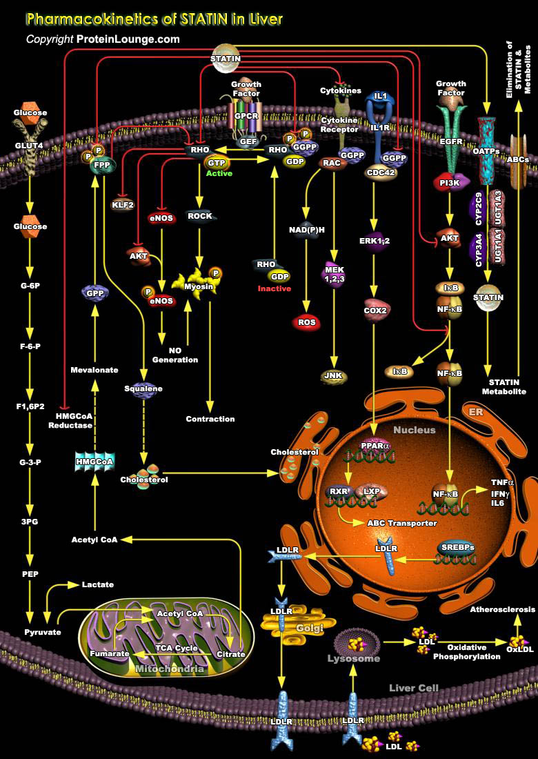 Biological Databases and Tools