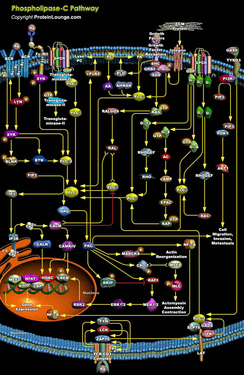 Biological Databases and Tools